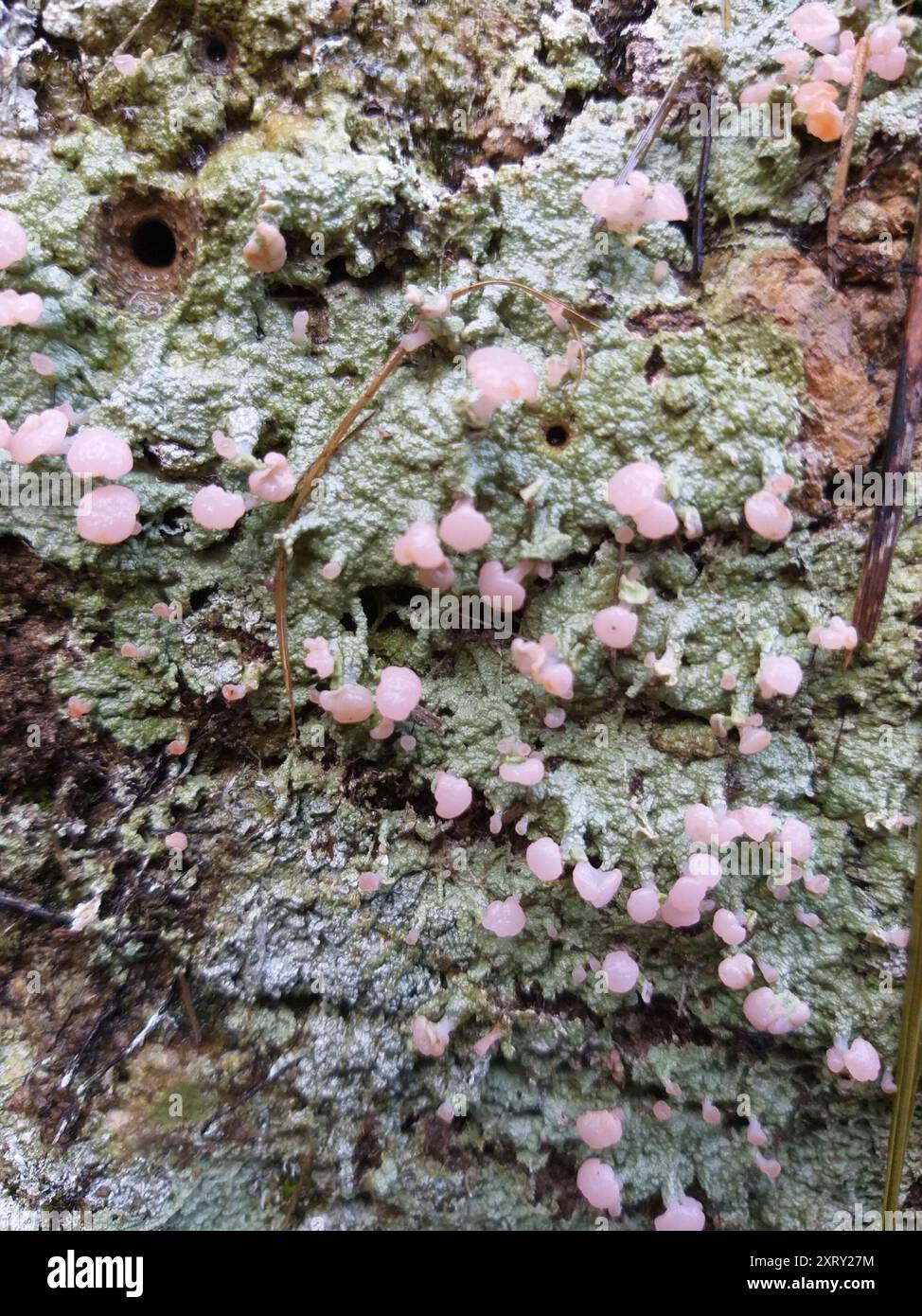 (Baeomyces heteromorphus) Fungi Stock Photo - Alamy