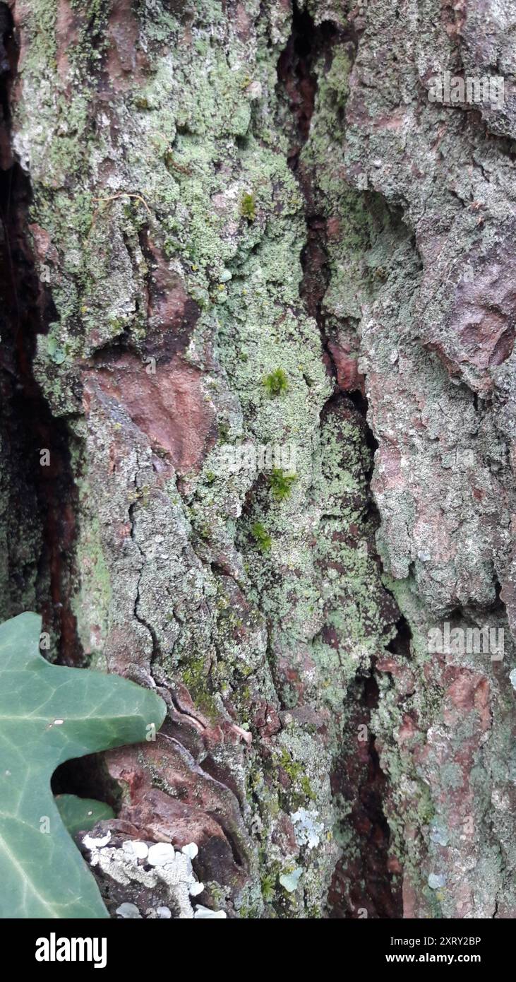 common lichens (Lecanoromycetes) Fungi Stock Photo - Alamy