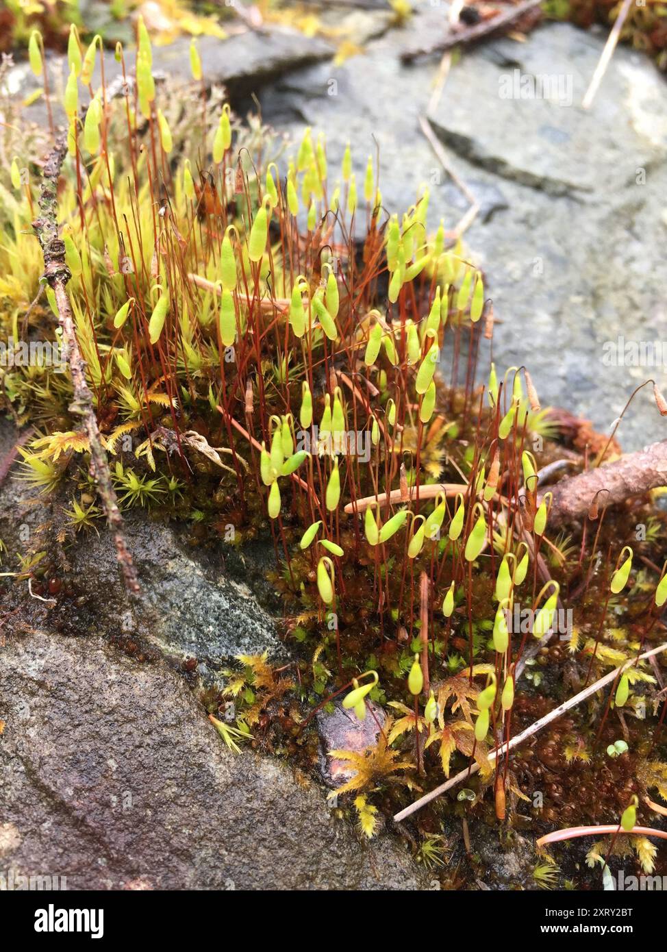 Capillary Thread-moss (Ptychostomum capillare) Plantae Stock Photo - Alamy