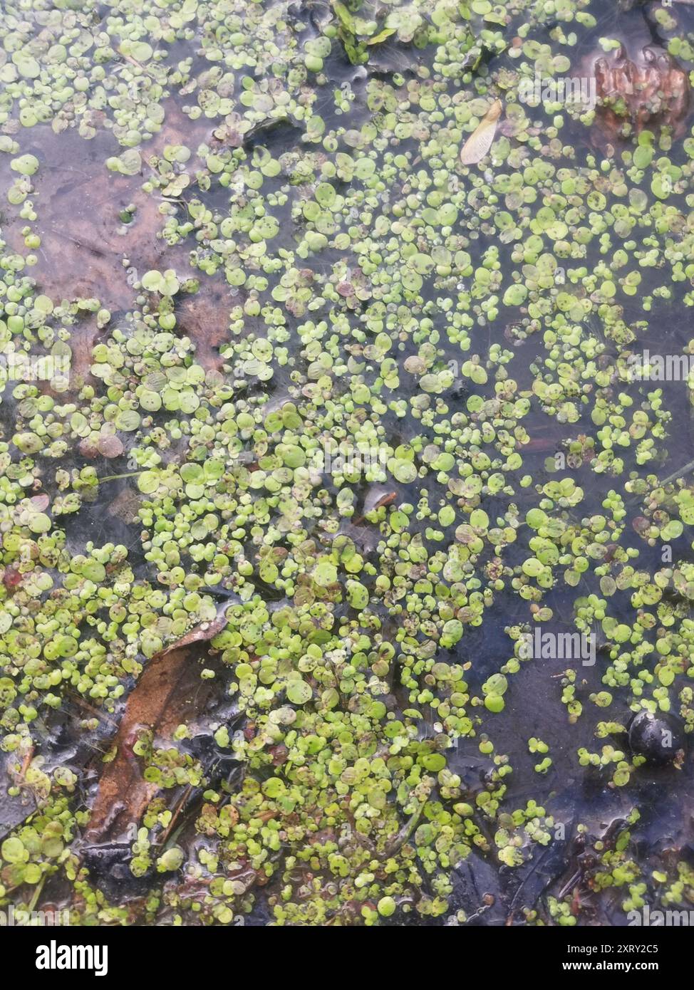 greater duckweed (Spirodela polyrhiza) Plantae Stock Photo - Alamy