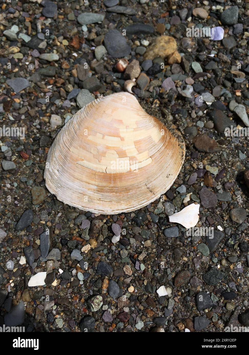 Northern Quahog (Mercenaria mercenaria) Mollusca Stock Photo - Alamy