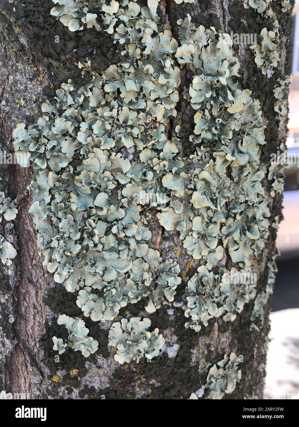 common greenshield lichen (Flavoparmelia caperata) Fungi Stock Photo ...