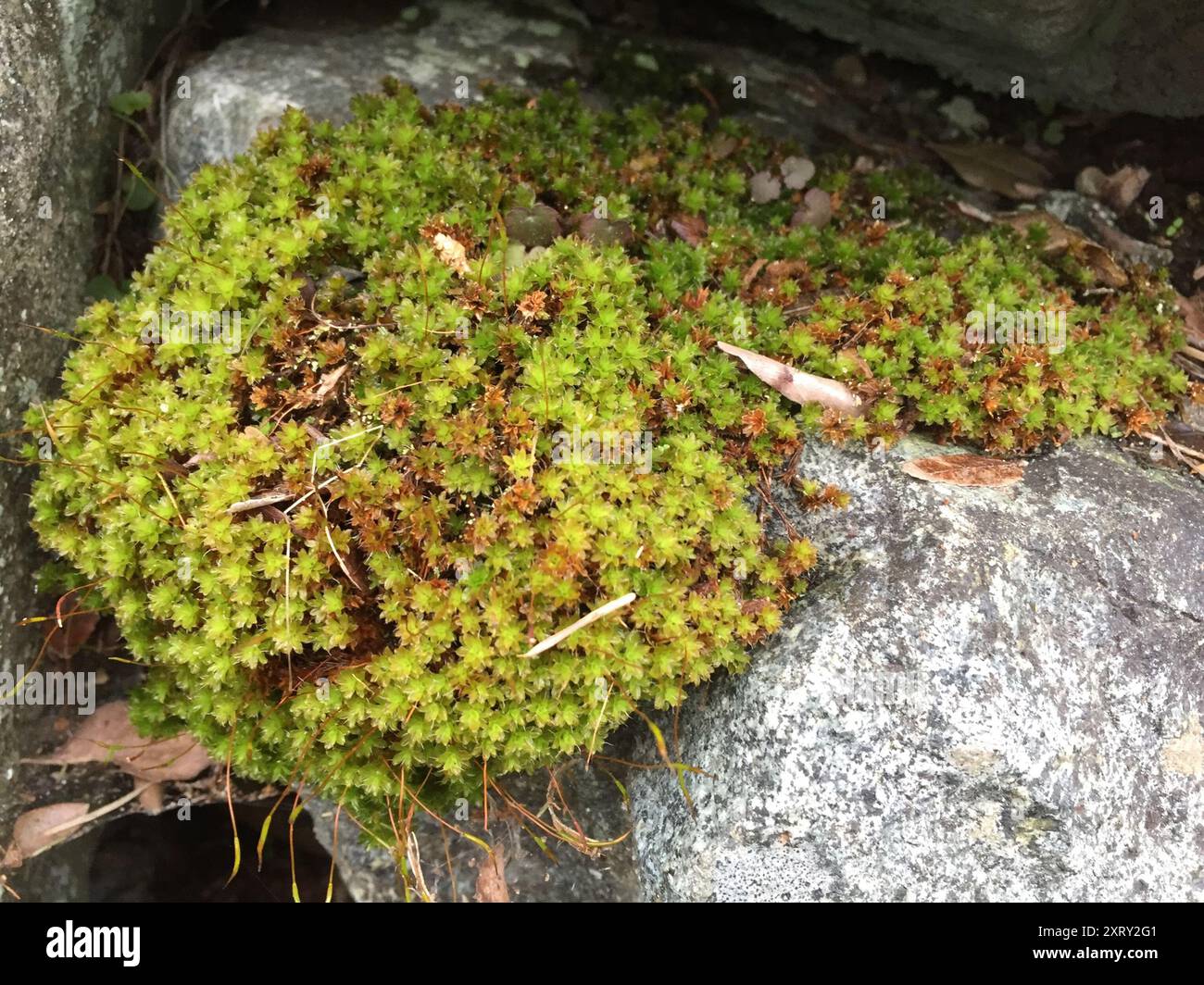 Star Moss (Syntrichia ruralis) Plantae Stock Photo - Alamy