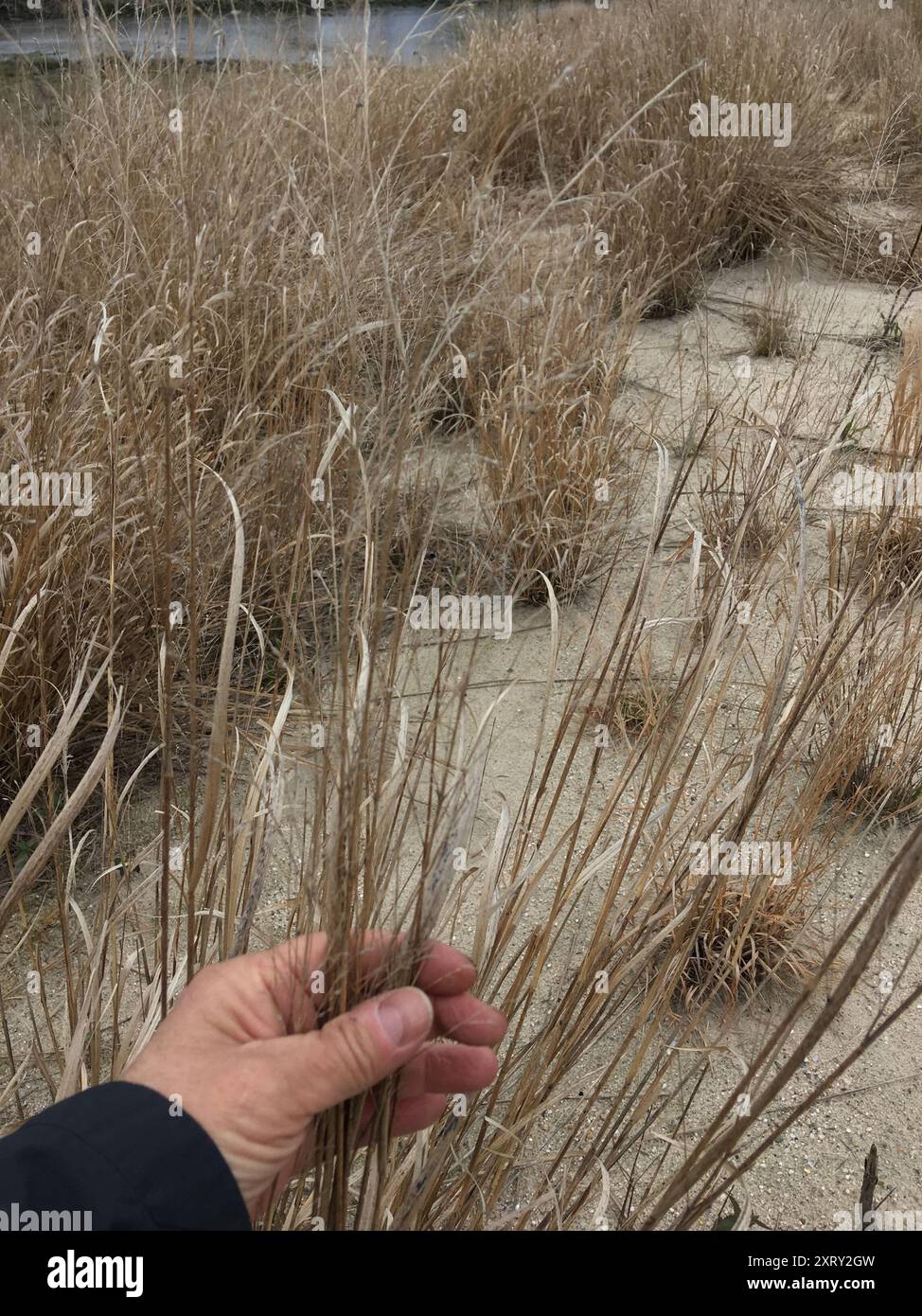 bristlegrasses, bluestems, paspalums, and allies (Panicoideae) Plantae ...