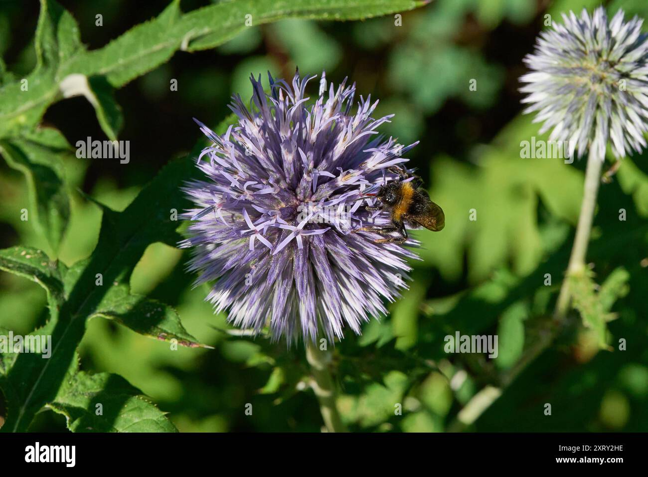 Natur Kugeldistel Echinops Eine Hummel auf der Bluete einer Ruthenische ...