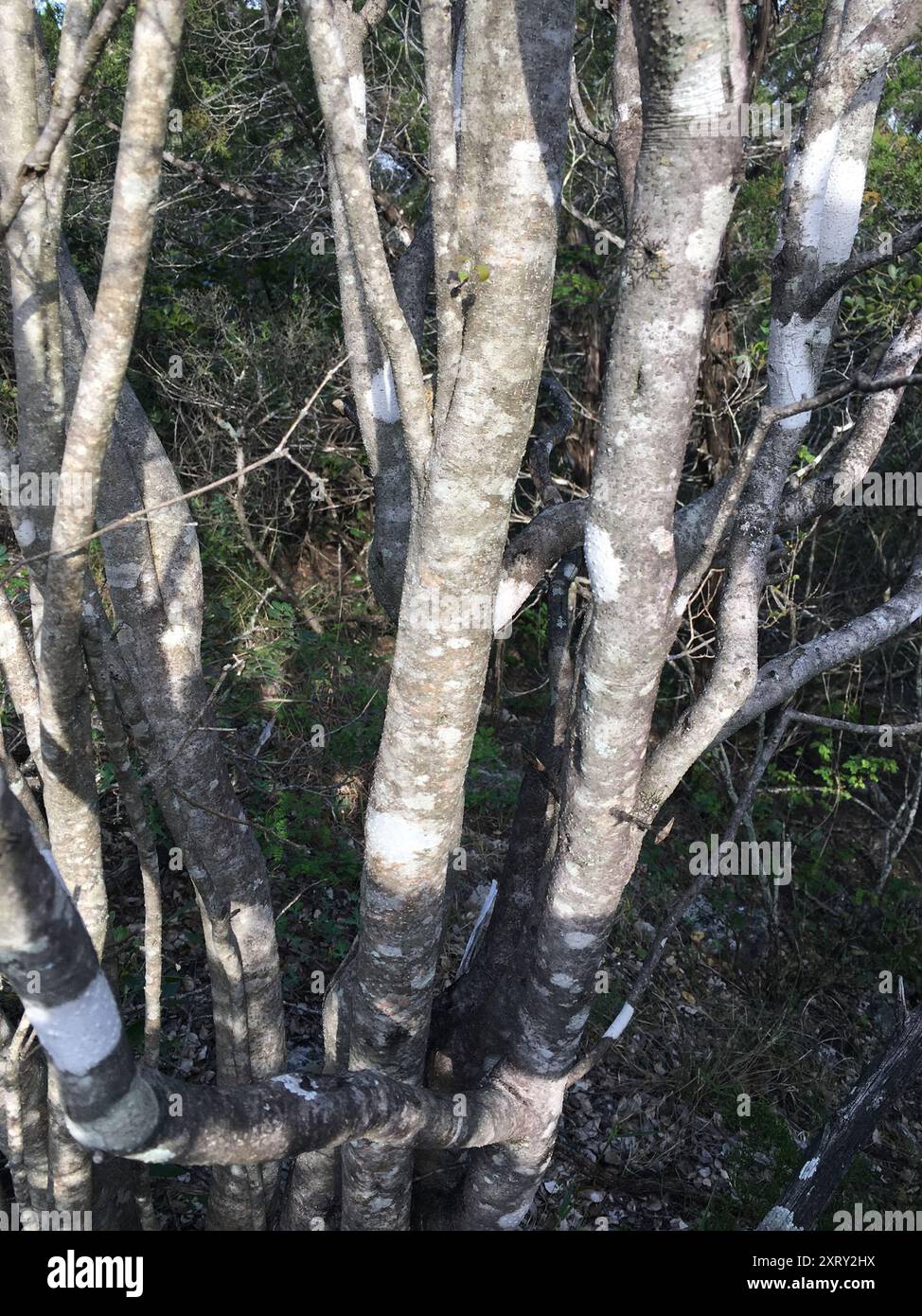 Netleaf Forestiera (Forestiera reticulata) Plantae Stock Photo - Alamy
