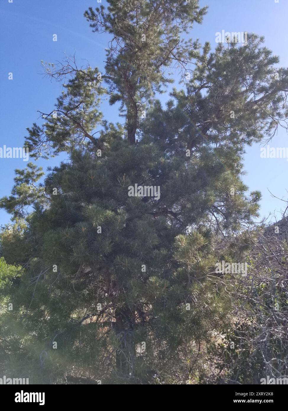 singleleaf pinyon (Pinus monophylla) Plantae Stock Photo - Alamy