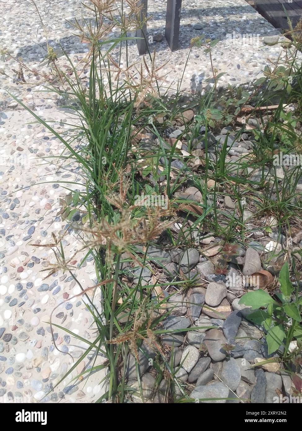 Purple nutsedge (Cyperus rotundus) Plantae Stock Photo - Alamy