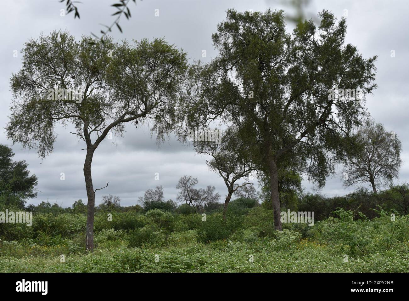 Common White Quebracho (Aspidosperma quebracho-blanco) Plantae Stock ...