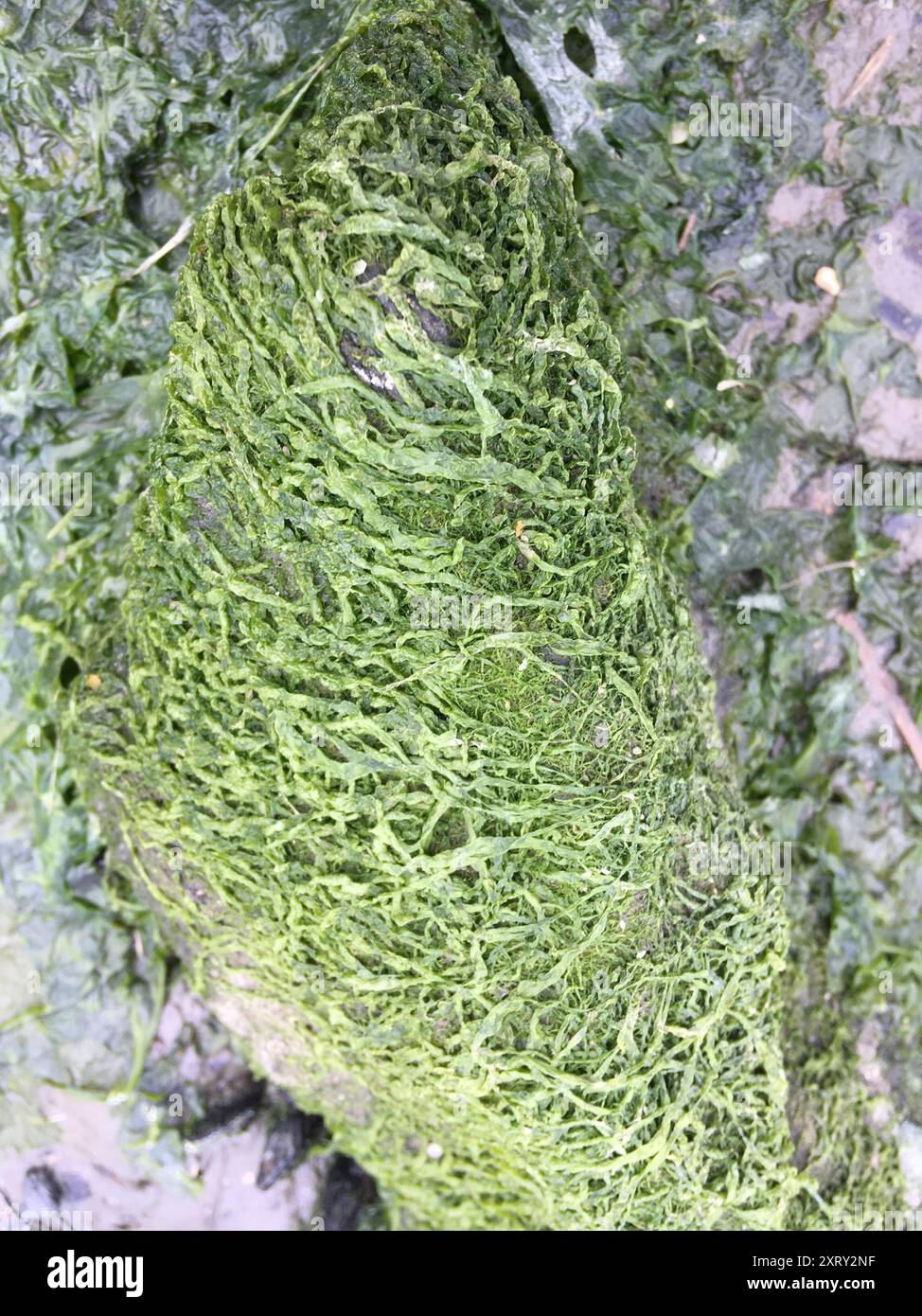 Gutweed (Ulva intestinalis) Plantae Stock Photo - Alamy