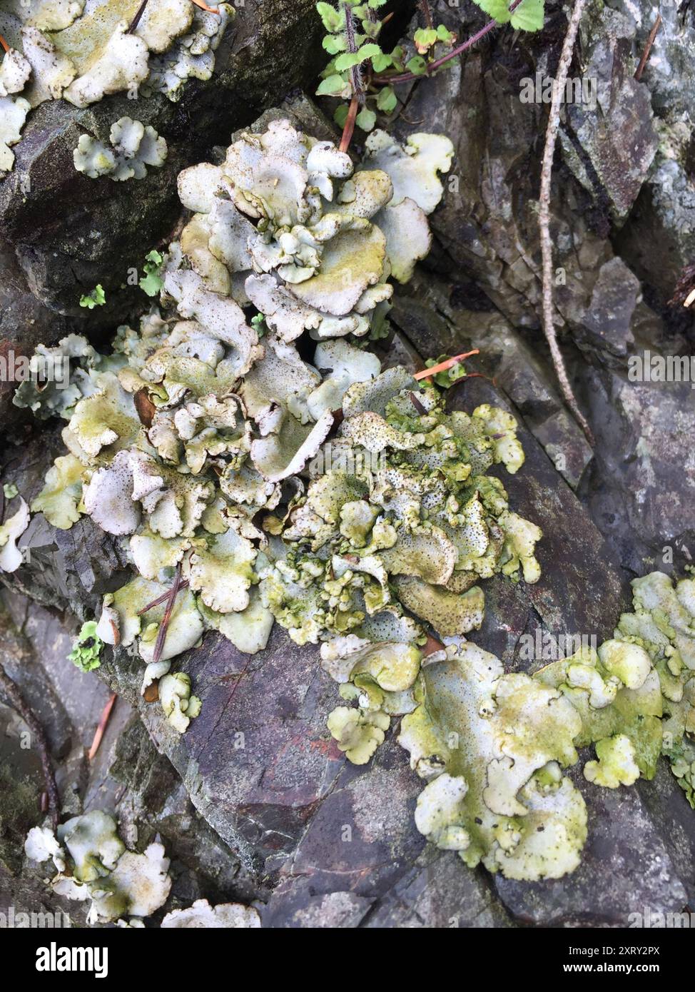 pelt lichens (Peltigera) Fungi Stock Photo - Alamy