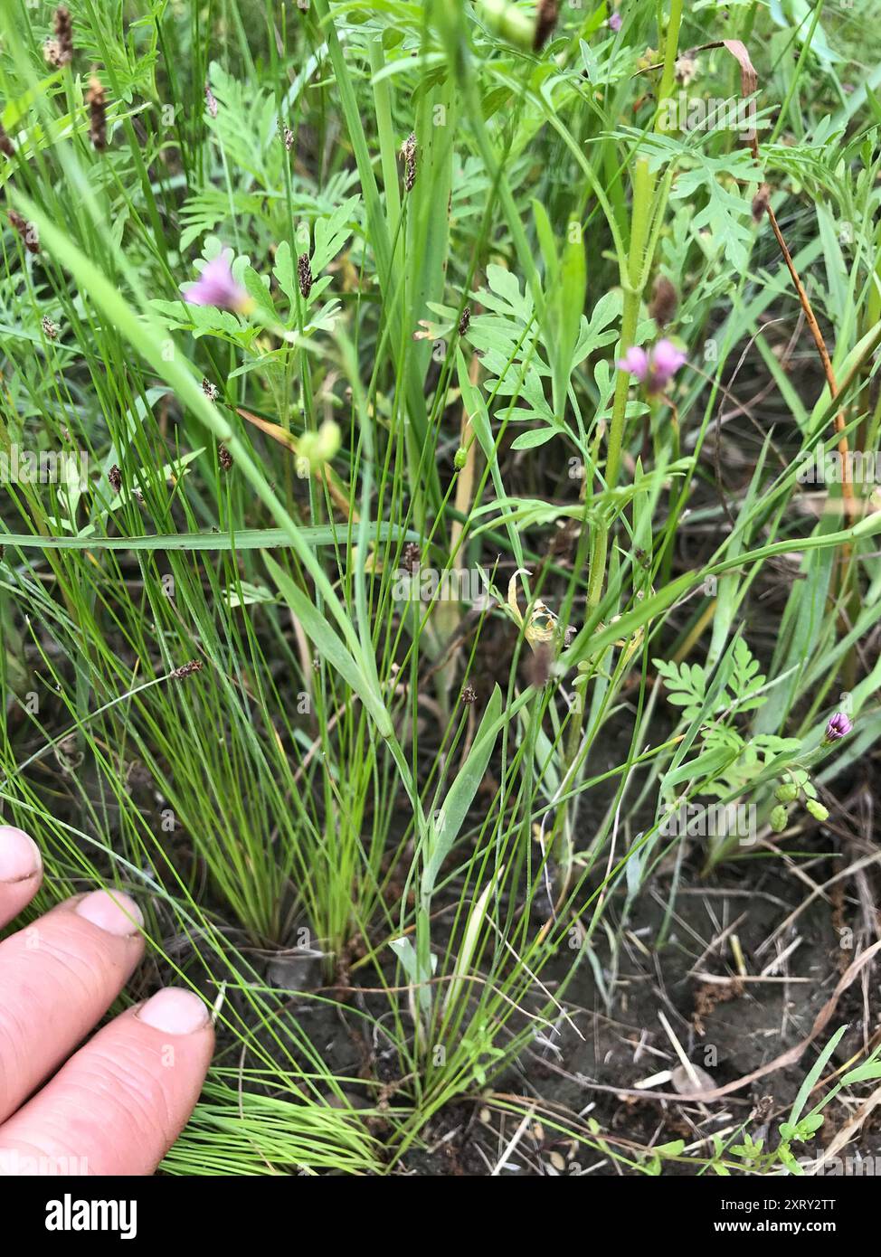 Dwarf Blue-eyed Grass (Sisyrinchium minus) Plantae Stock Photo - Alamy