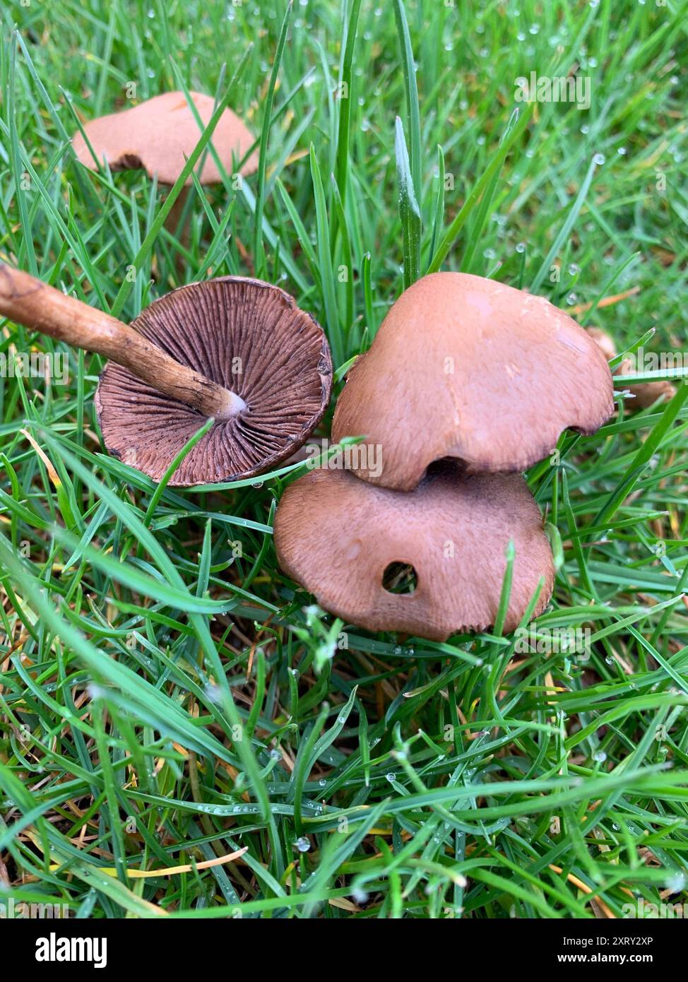 weeping widow (Lacrymaria lacrymabunda) Fungi Stock Photo - Alamy