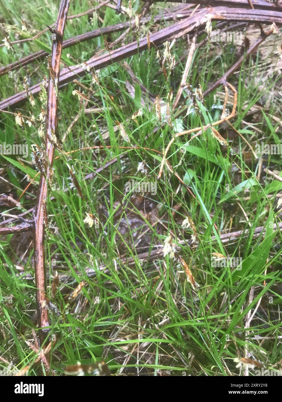Pennsylvania sedge (Carex pensylvanica) Plantae Stock Photo - Alamy