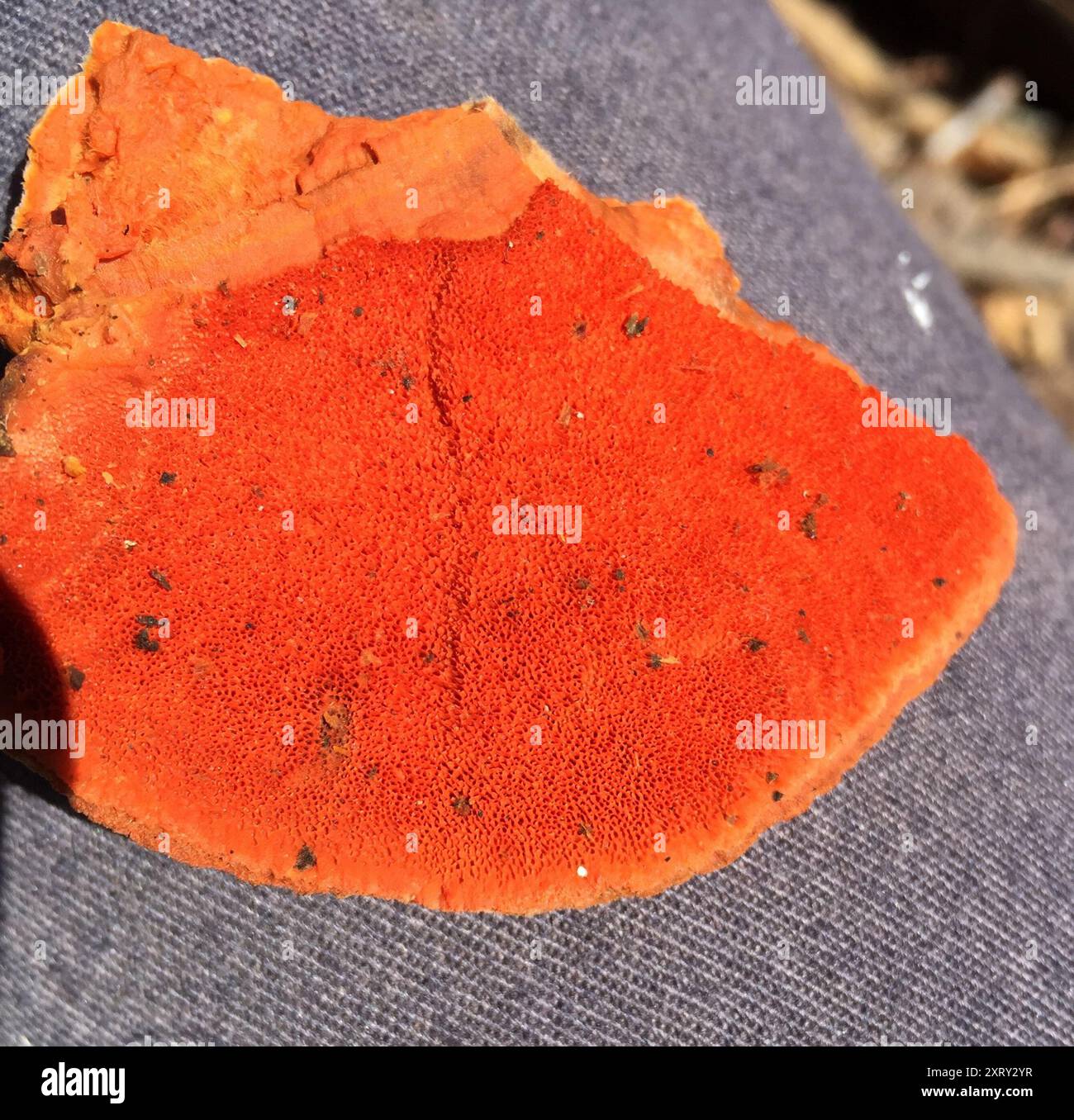 Northern Cinnabar Polypore (Trametes cinnabarina) Fungi Stock Photo - Alamy