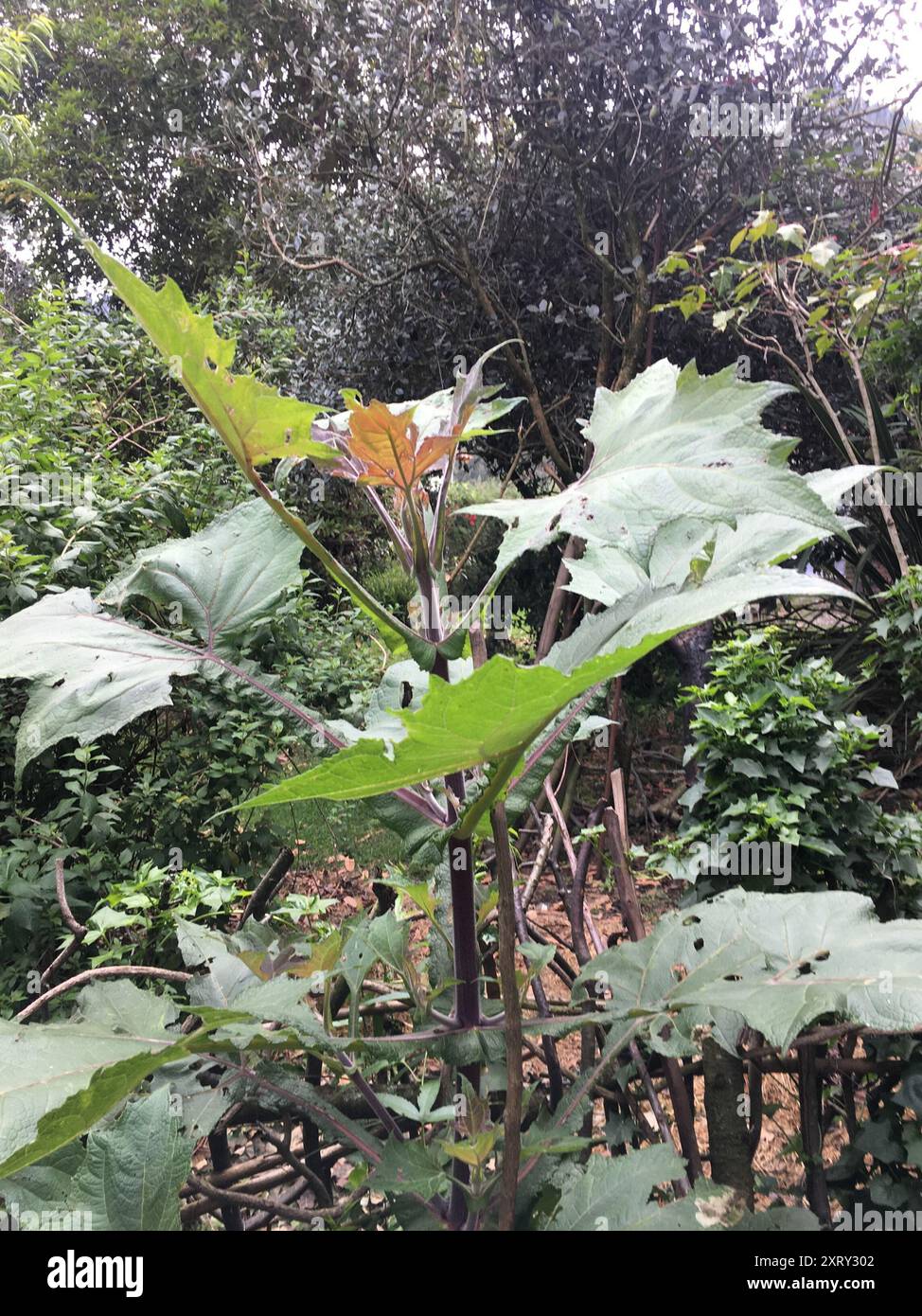 plants (Plantae) Plantae Stock Photo - Alamy