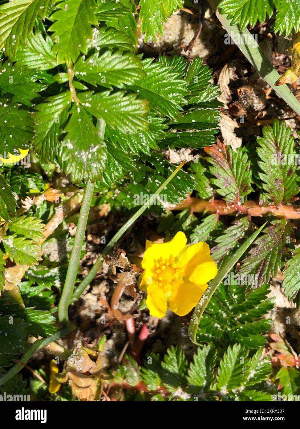 Pacific silverweed (Argentina pacifica) Plantae Stock Photo - Alamy