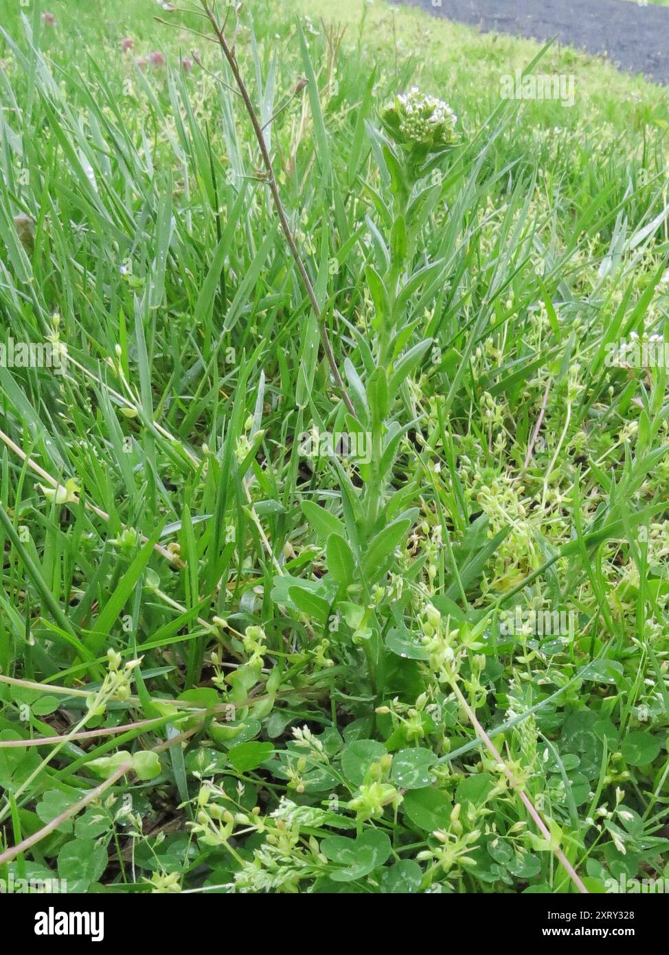 field peppergrass (Lepidium campestre) Plantae Stock Photo - Alamy