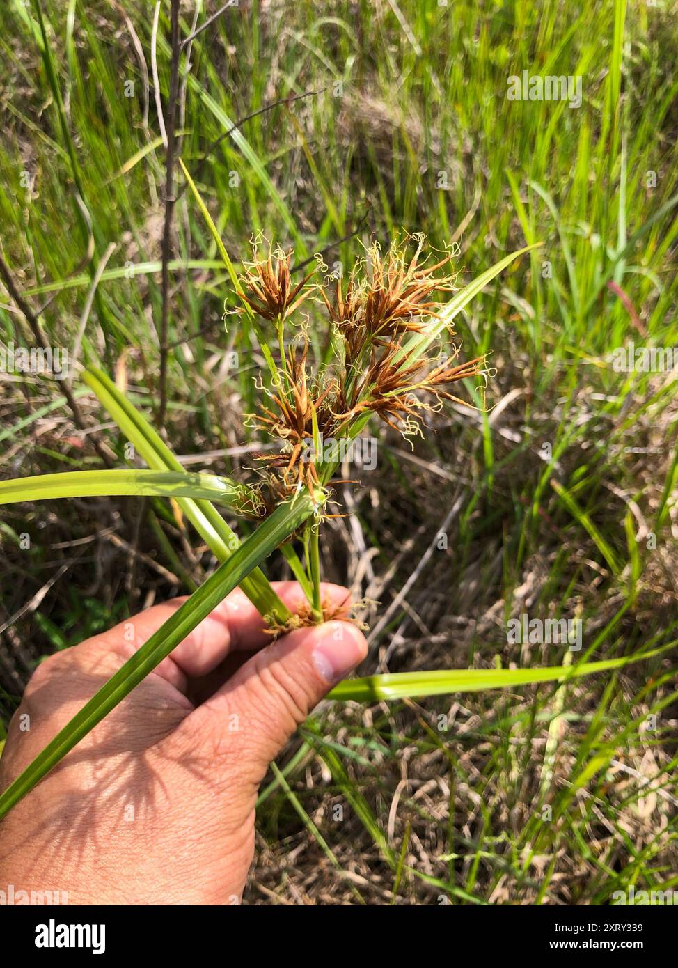 short-bristled horned beaksedge (Rhynchospora corniculata) Plantae ...