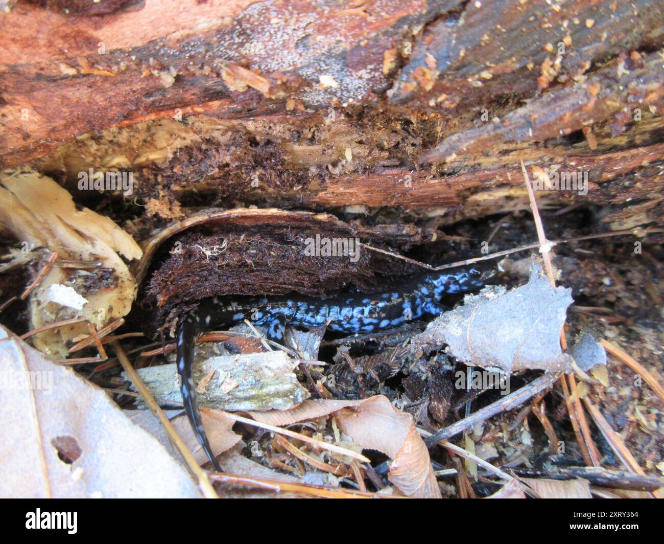 Blue-spotted Salamander (Ambystoma laterale) Amphibia Stock Photo - Alamy