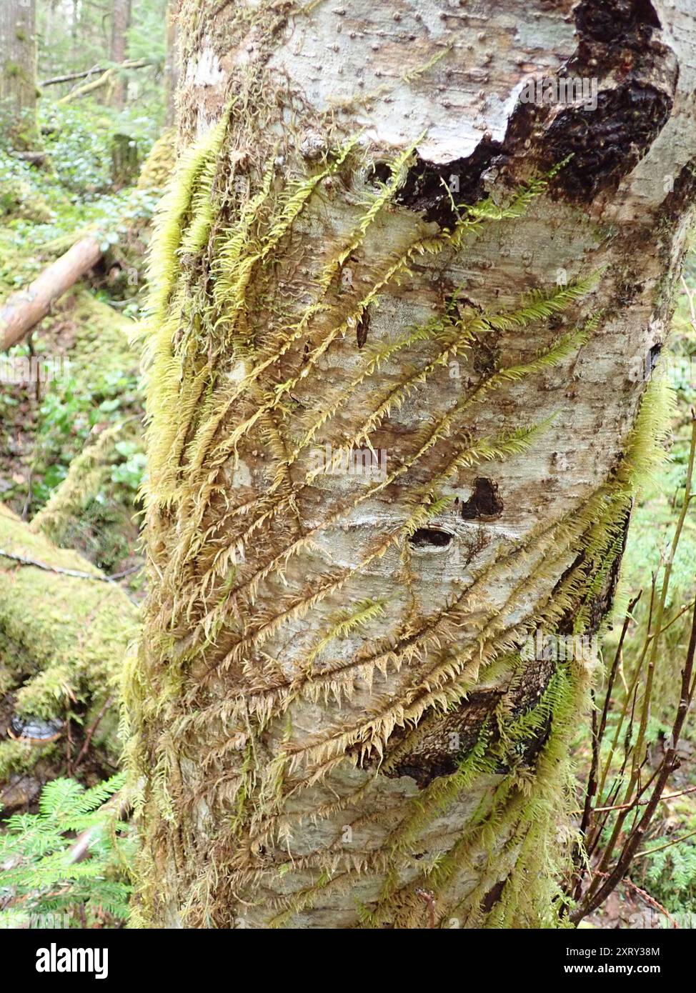 Oregon Beaked Moss (Kindbergia oregana) Plantae Stock Photo - Alamy