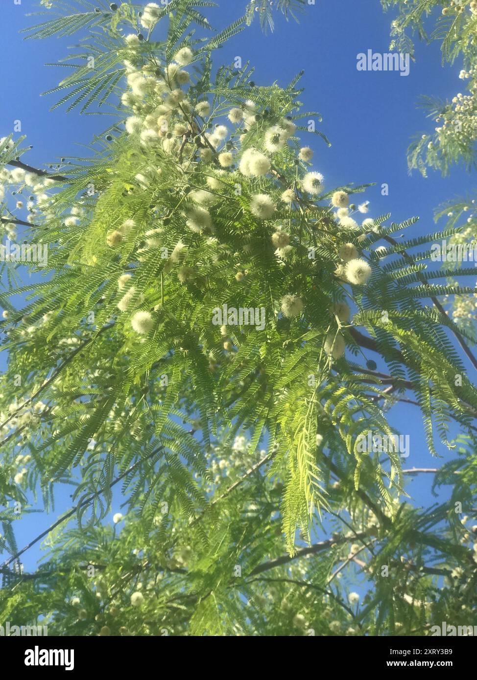 White leadtree (Leucaena leucocephala) Plantae Stock Photo - Alamy