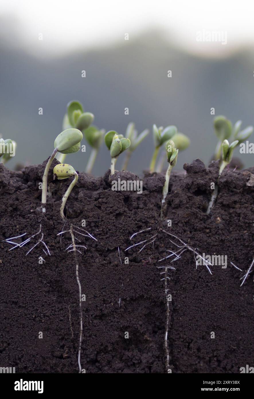 Young soybean plants with roots in the soil Stock Photo - Alamy