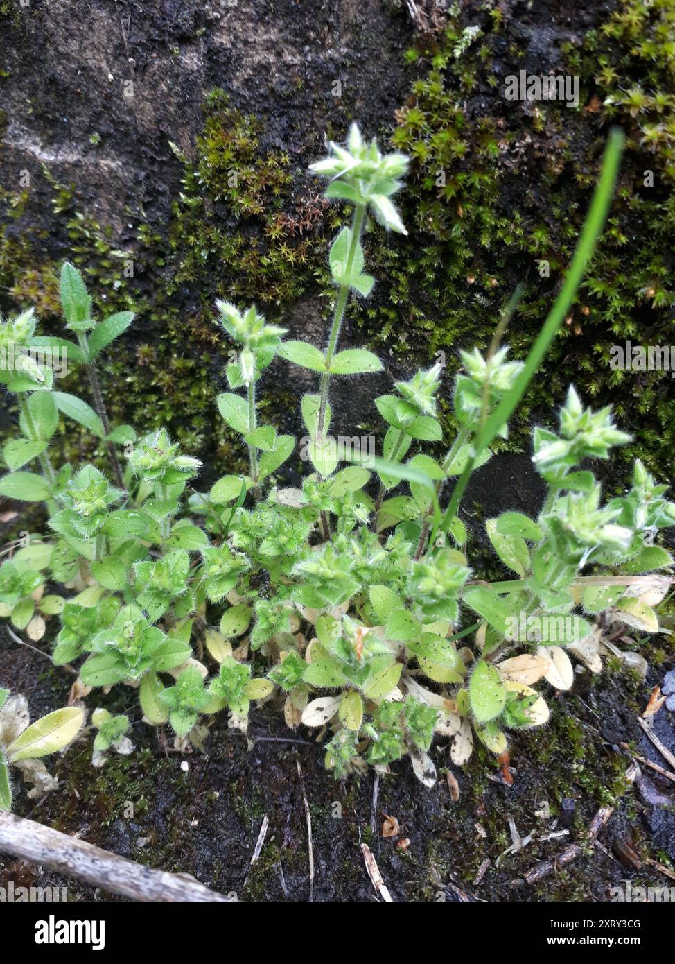 Sticky mouse-ear chickweed (Cerastium glomeratum) Plantae Stock Photo ...