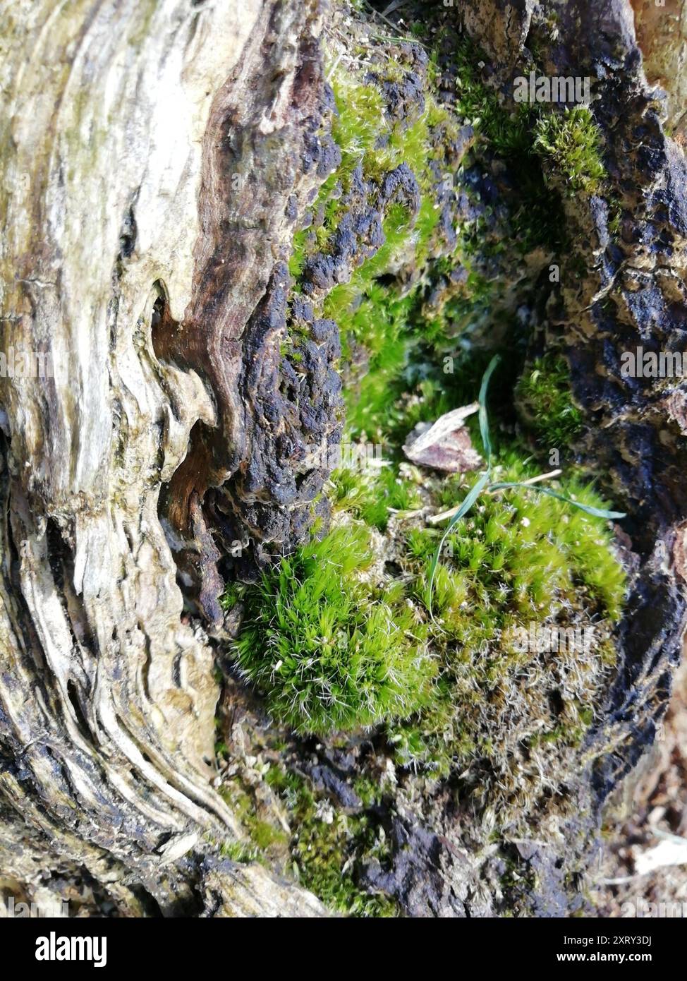 Heath Star-moss (Campylopus introflexus) Plantae Stock Photo - Alamy