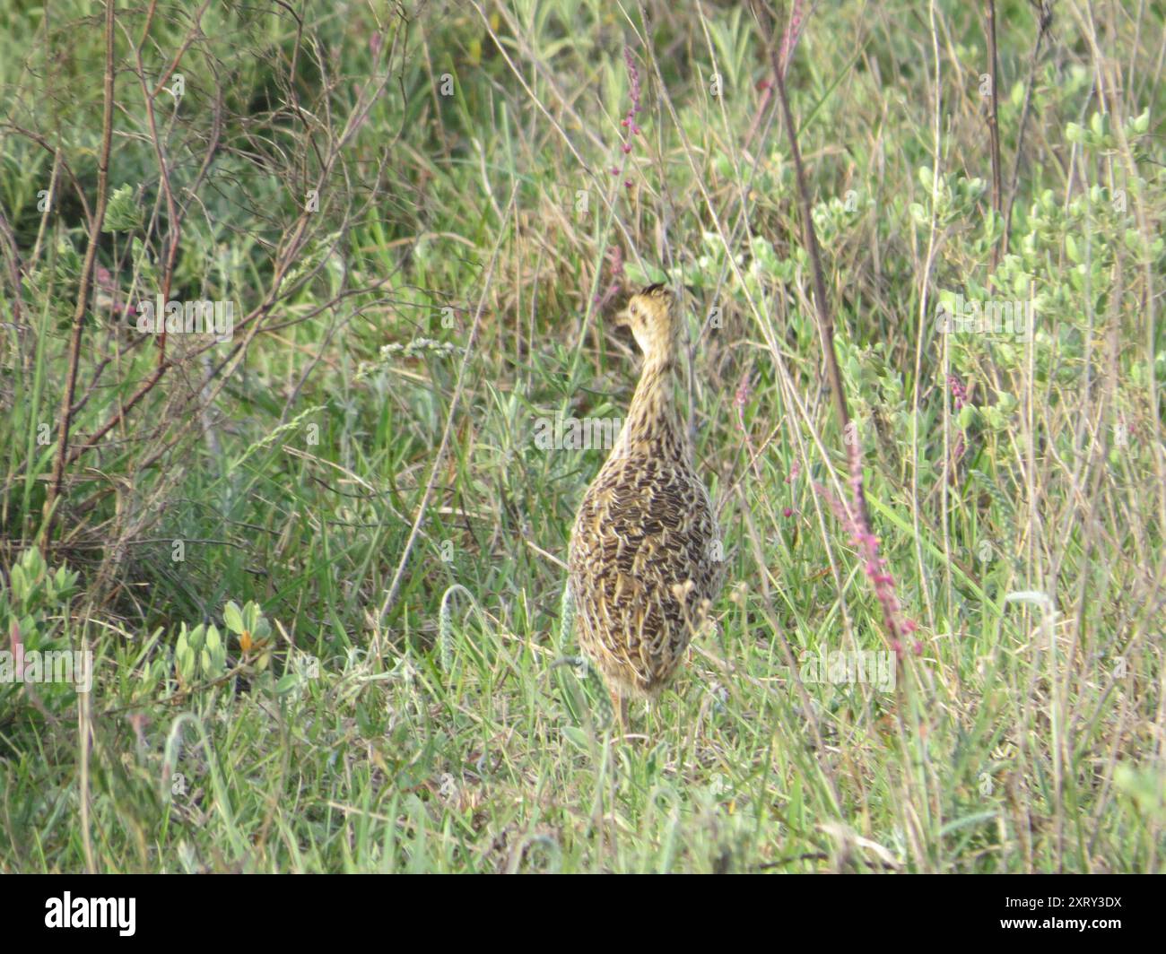 Spotted Nothura (Nothura maculosa) Aves Stock Photo - Alamy