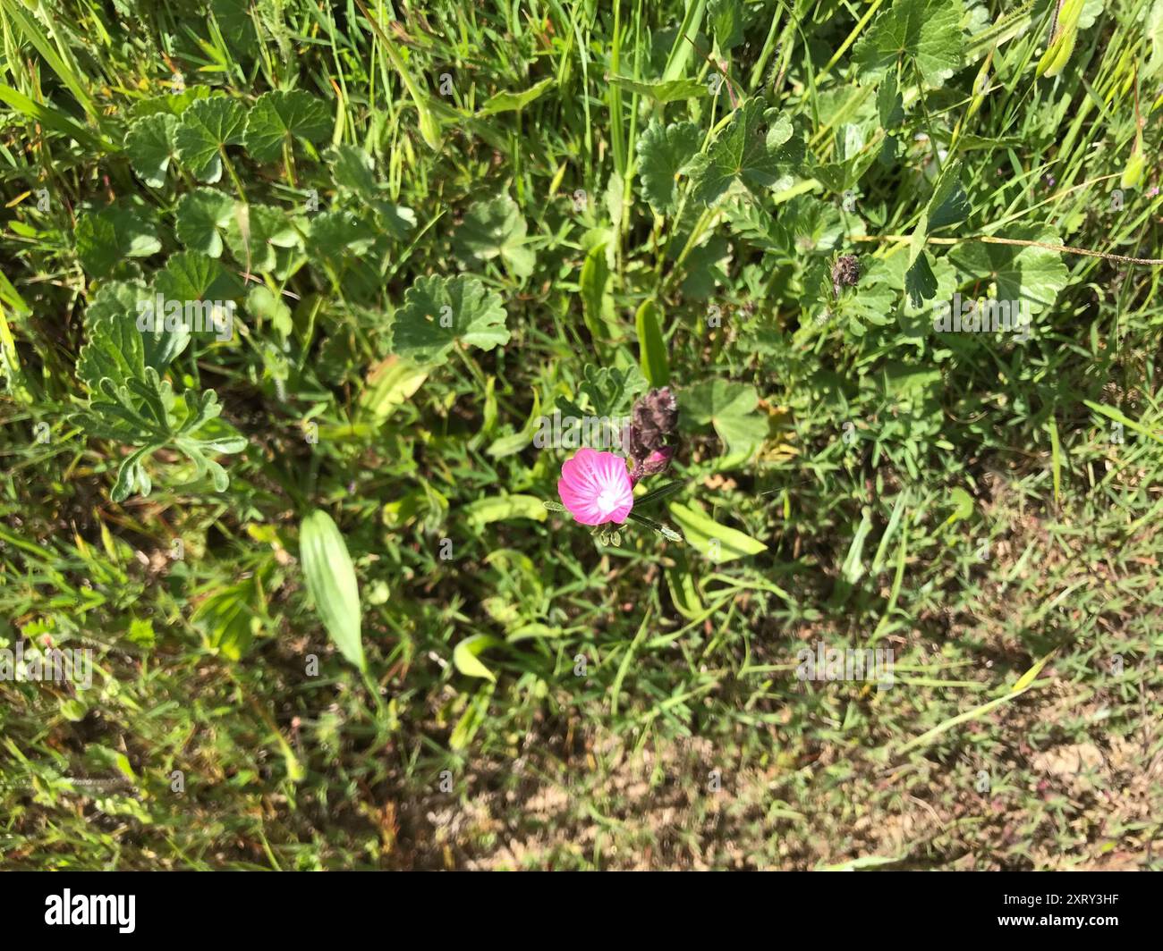 checkerbloom (Sidalcea malviflora) Plantae Stock Photo - Alamy