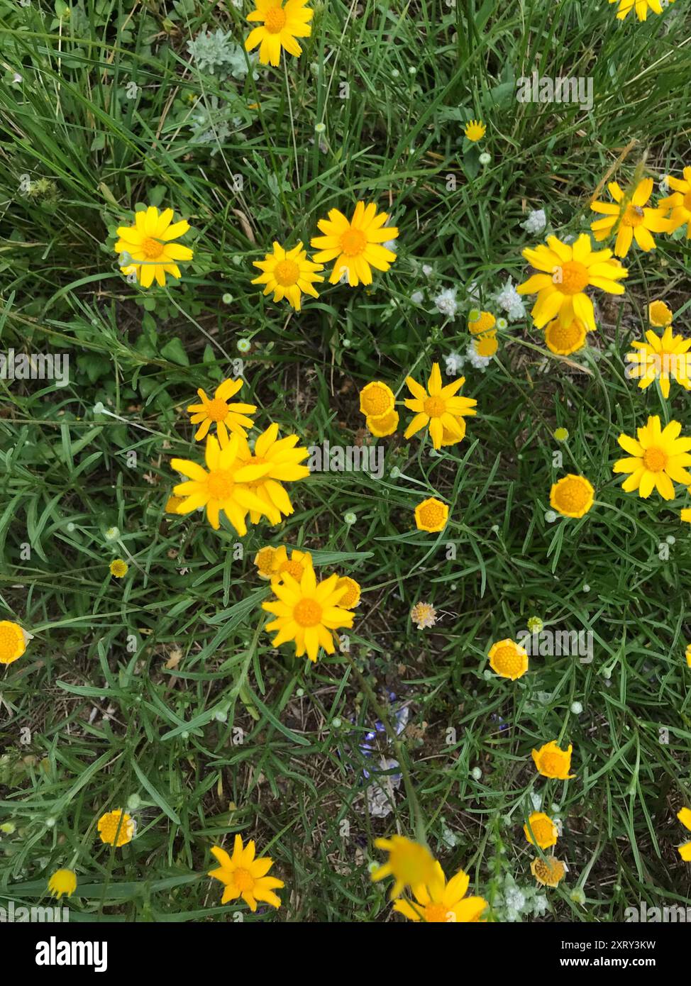 Stemmy Four-nerved Daisy (Tetraneuris scaposa) Plantae Stock Photo - Alamy