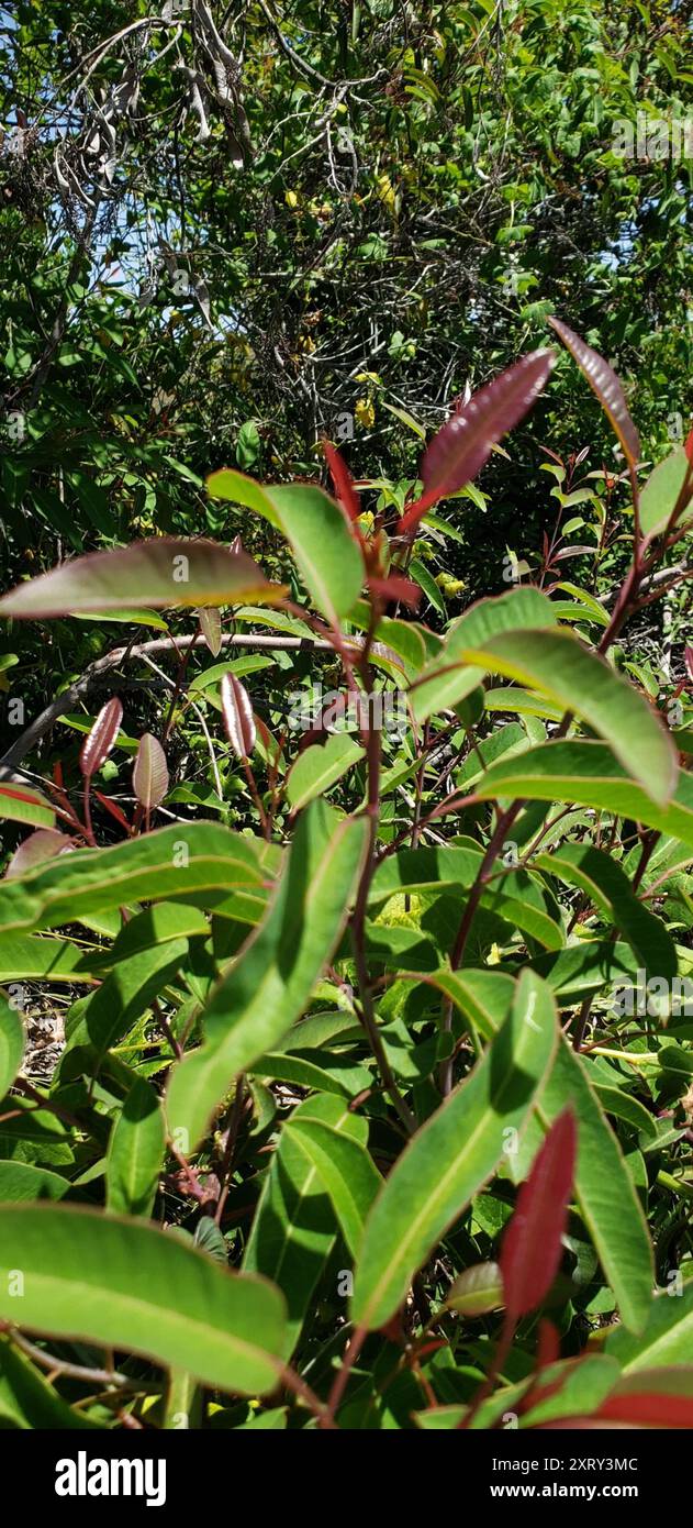 laurel sumac (Malosma laurina) Plantae Stock Photo - Alamy