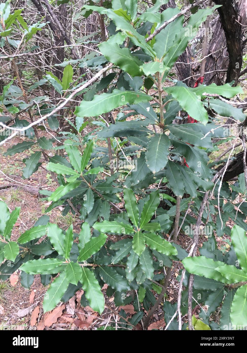 Chinese Photinia (Photinia serratifolia) Plantae Stock Photo - Alamy