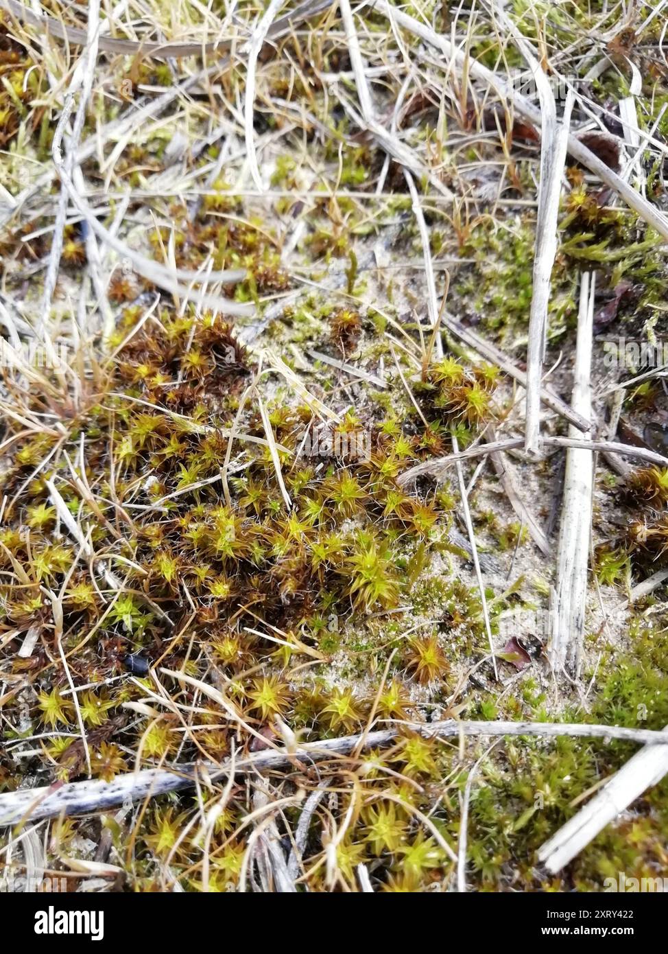 Star Moss (Syntrichia ruralis) Plantae Stock Photo - Alamy