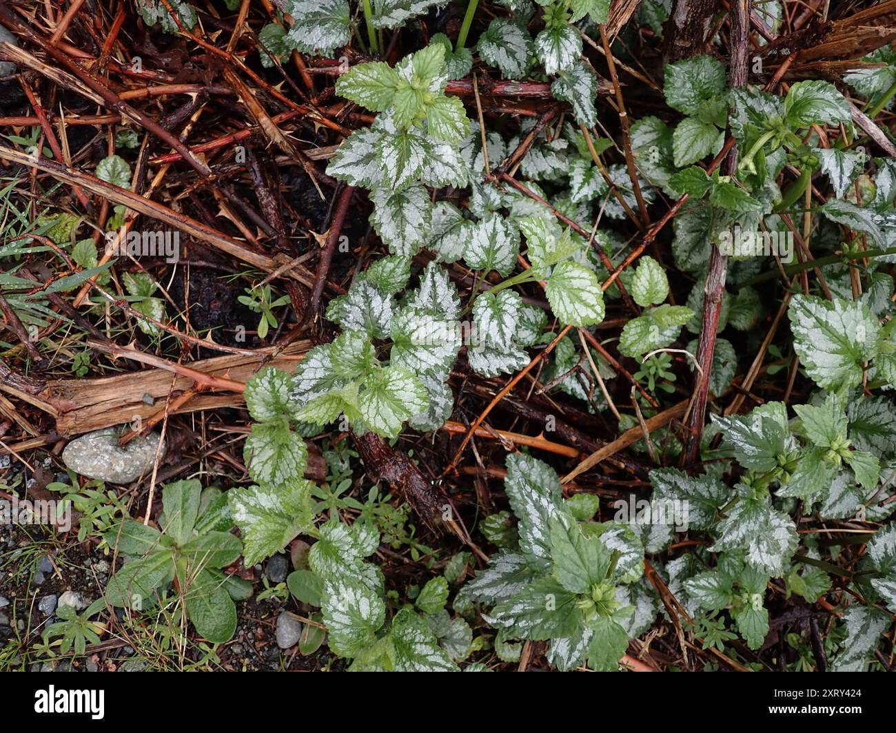 Variegated Yellow Archangel (Lamium galeobdolon argentatum) Plantae ...