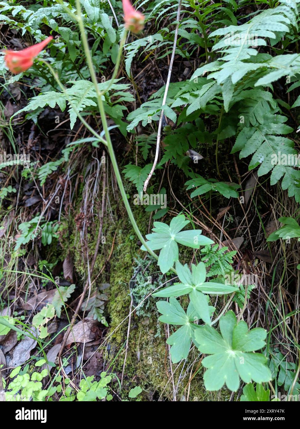 Red larkspur (Delphinium nudicaule) Plantae Stock Photo - Alamy