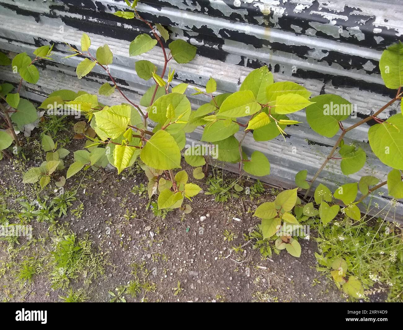 Japanese knotweed (Reynoutria japonica) Plantae Stock Photo - Alamy