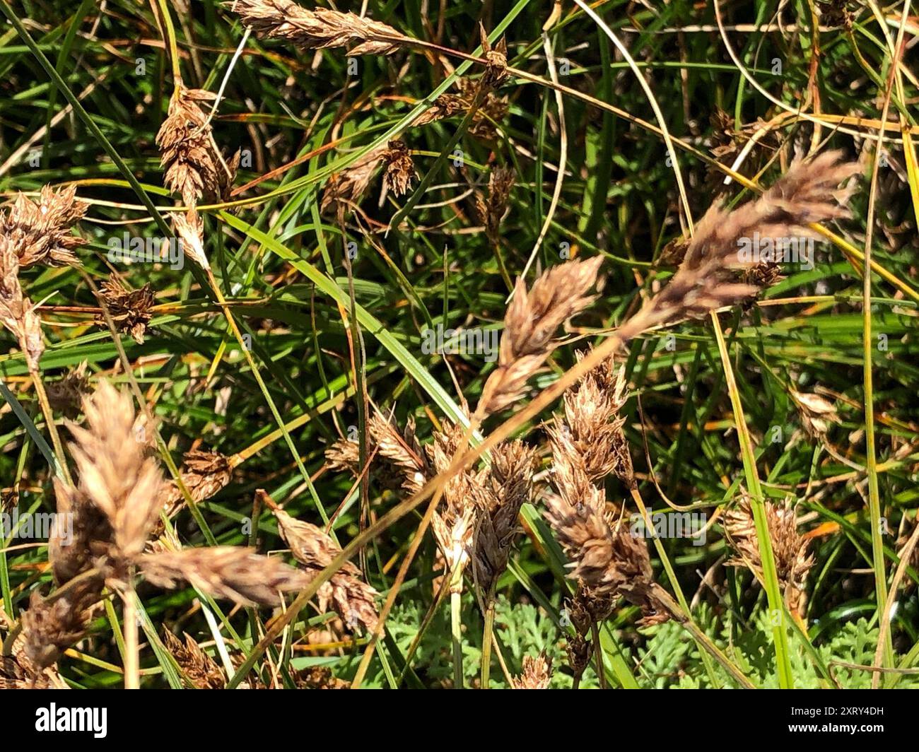 grasses, sedges, cattails, and allies (Poales) Plantae Stock Photo - Alamy