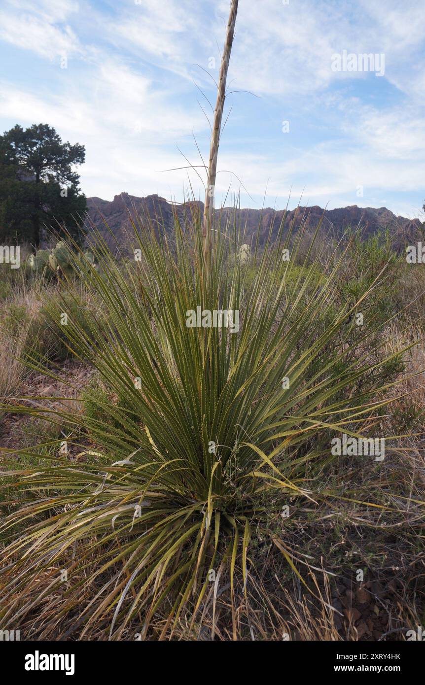 Smooth Sotol (Dasylirion leiophyllum) Plantae Stock Photo - Alamy