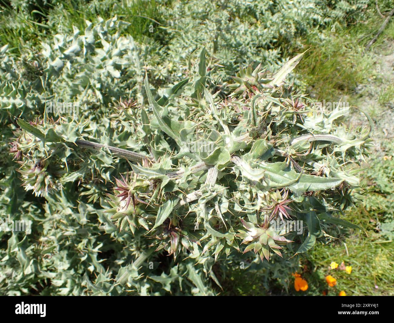 Mount Hamilton fountain thistle (Cirsium fontinale campylon) Plantae ...