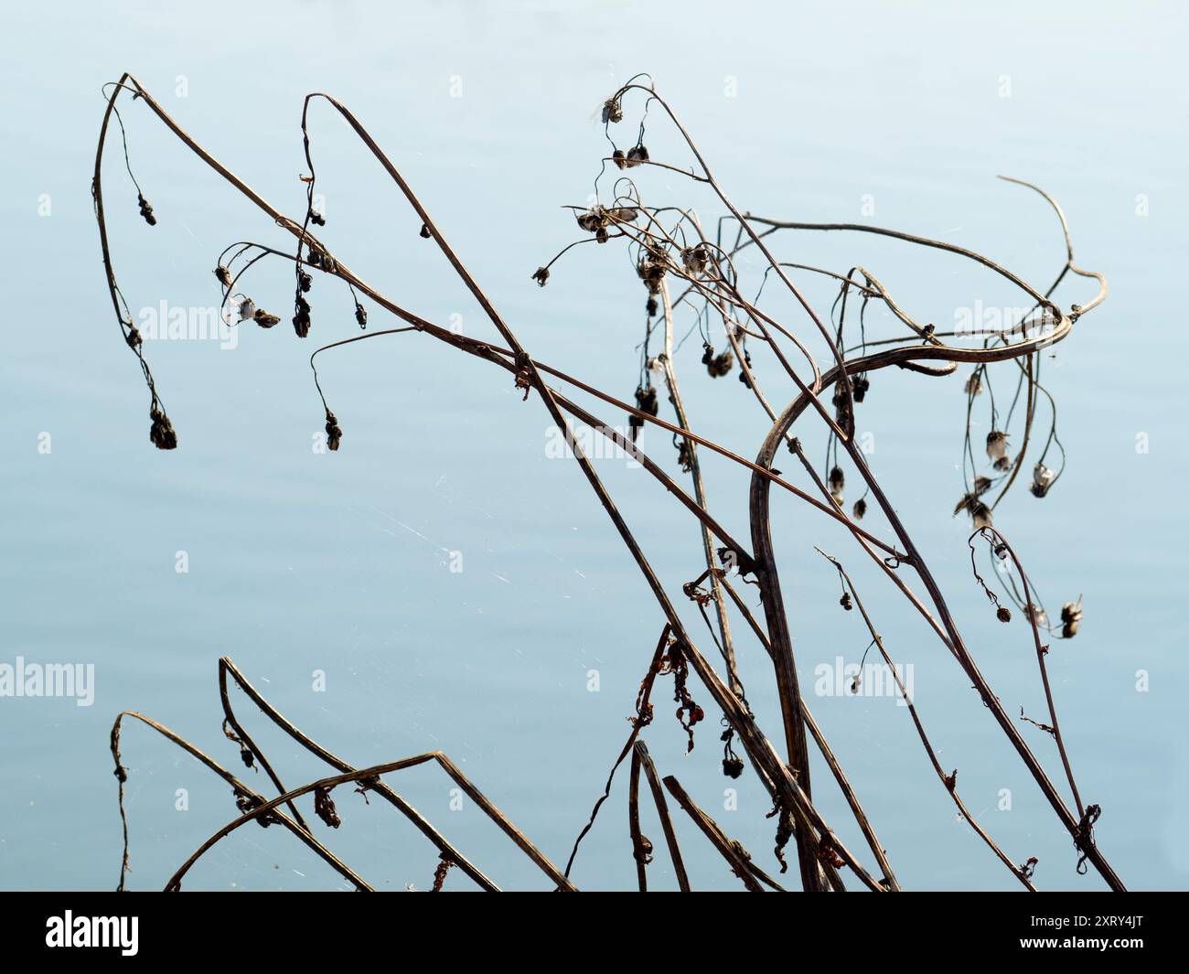 Tangled weeds hi-res stock photography and images - Alamy
