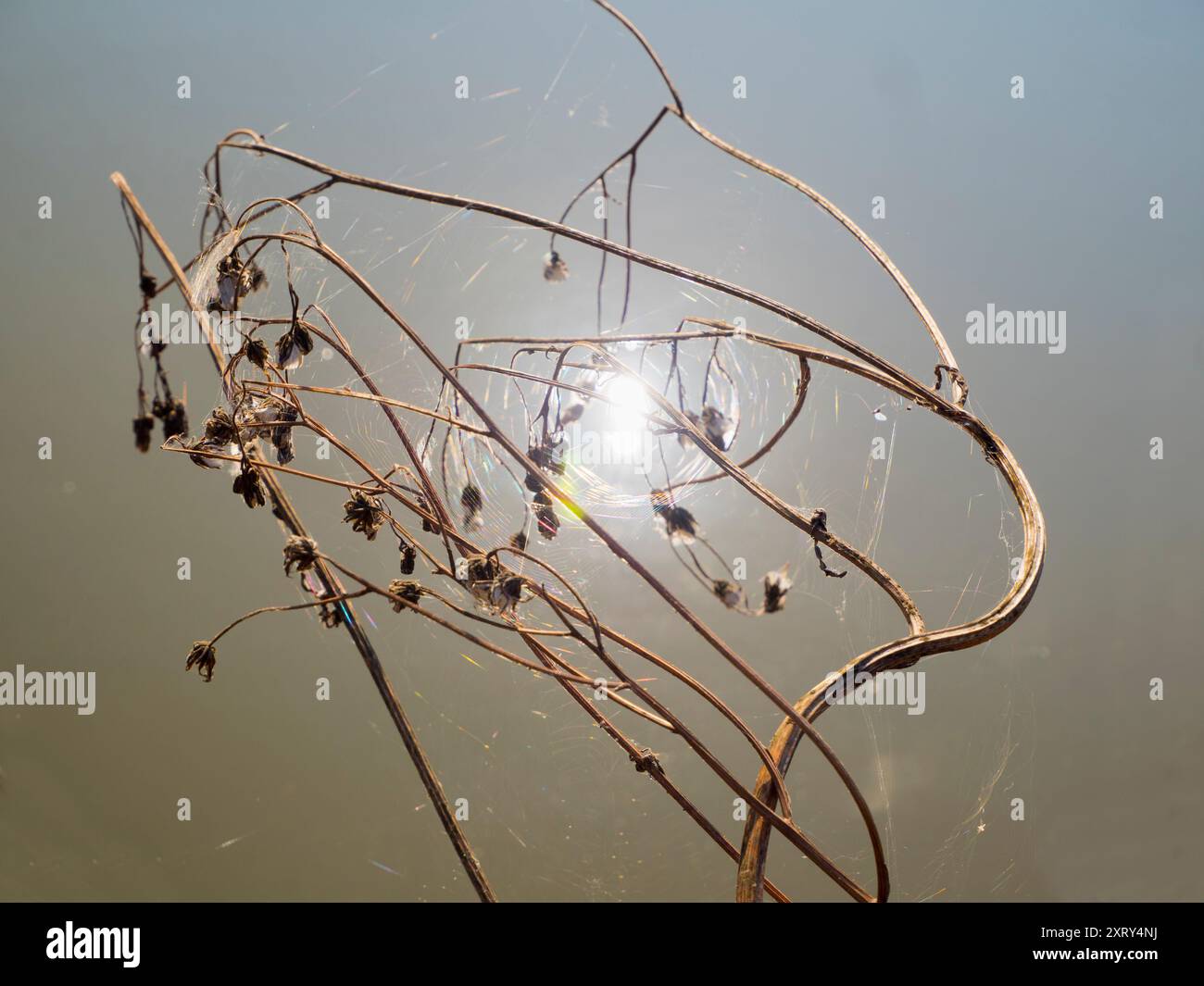 Dead weeds on the banks of the Thames, just by Radley College ...