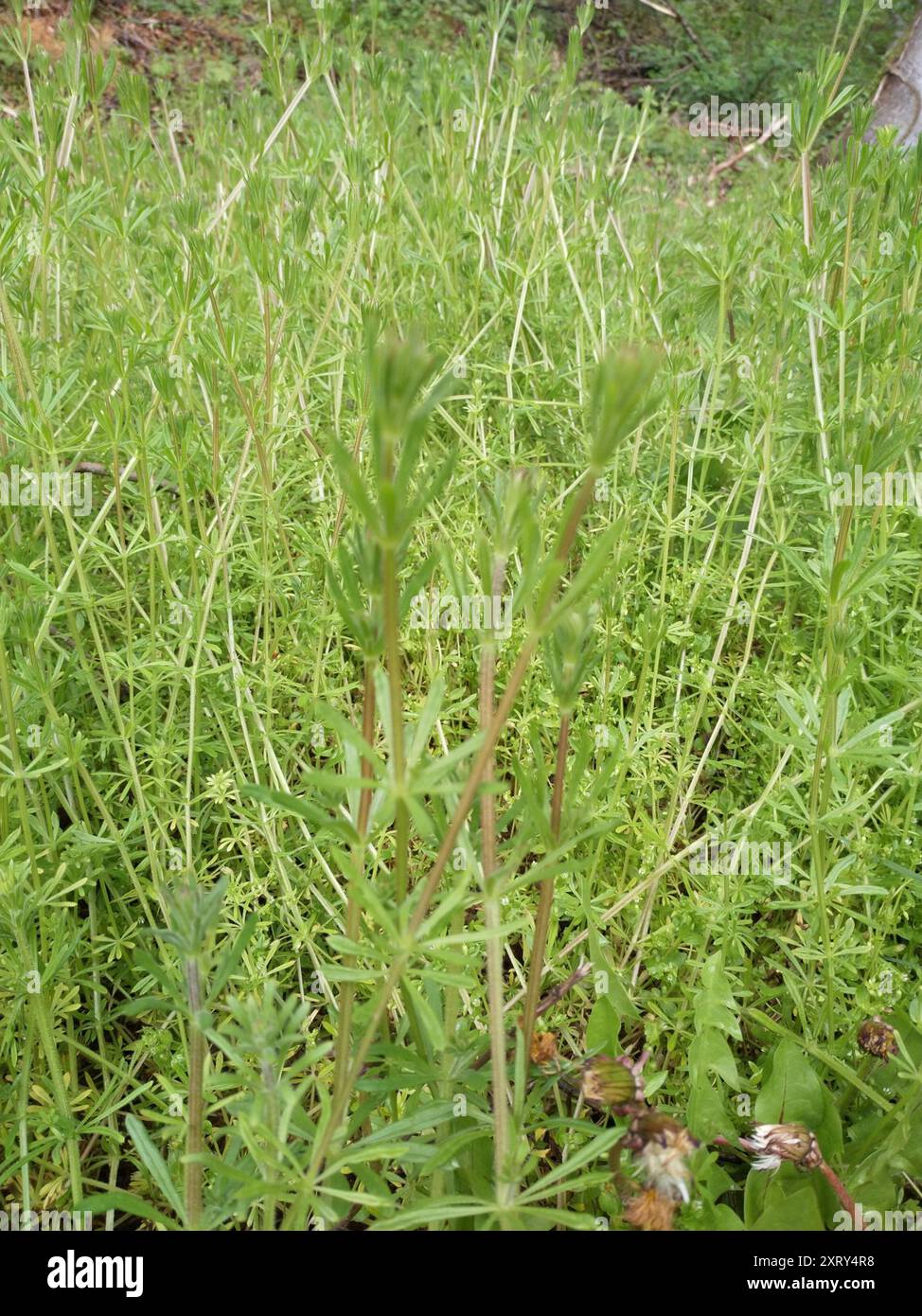 catchweed bedstraw (Galium aparine) Plantae Stock Photo - Alamy