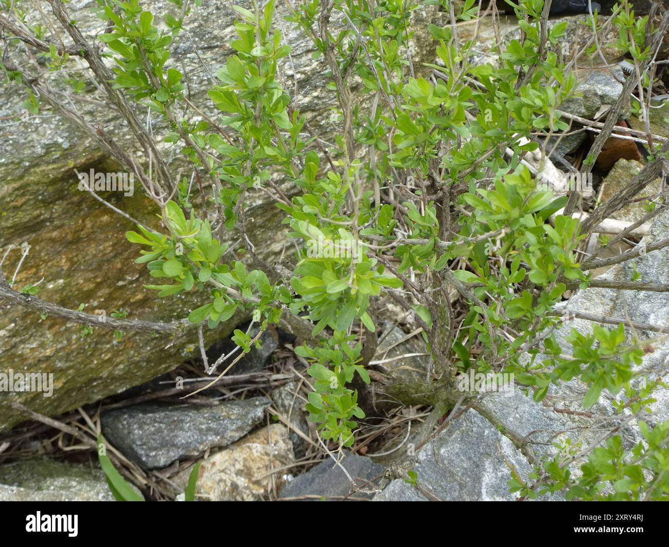 groundsel tree (Baccharis halimifolia) Plantae Stock Photo - Alamy