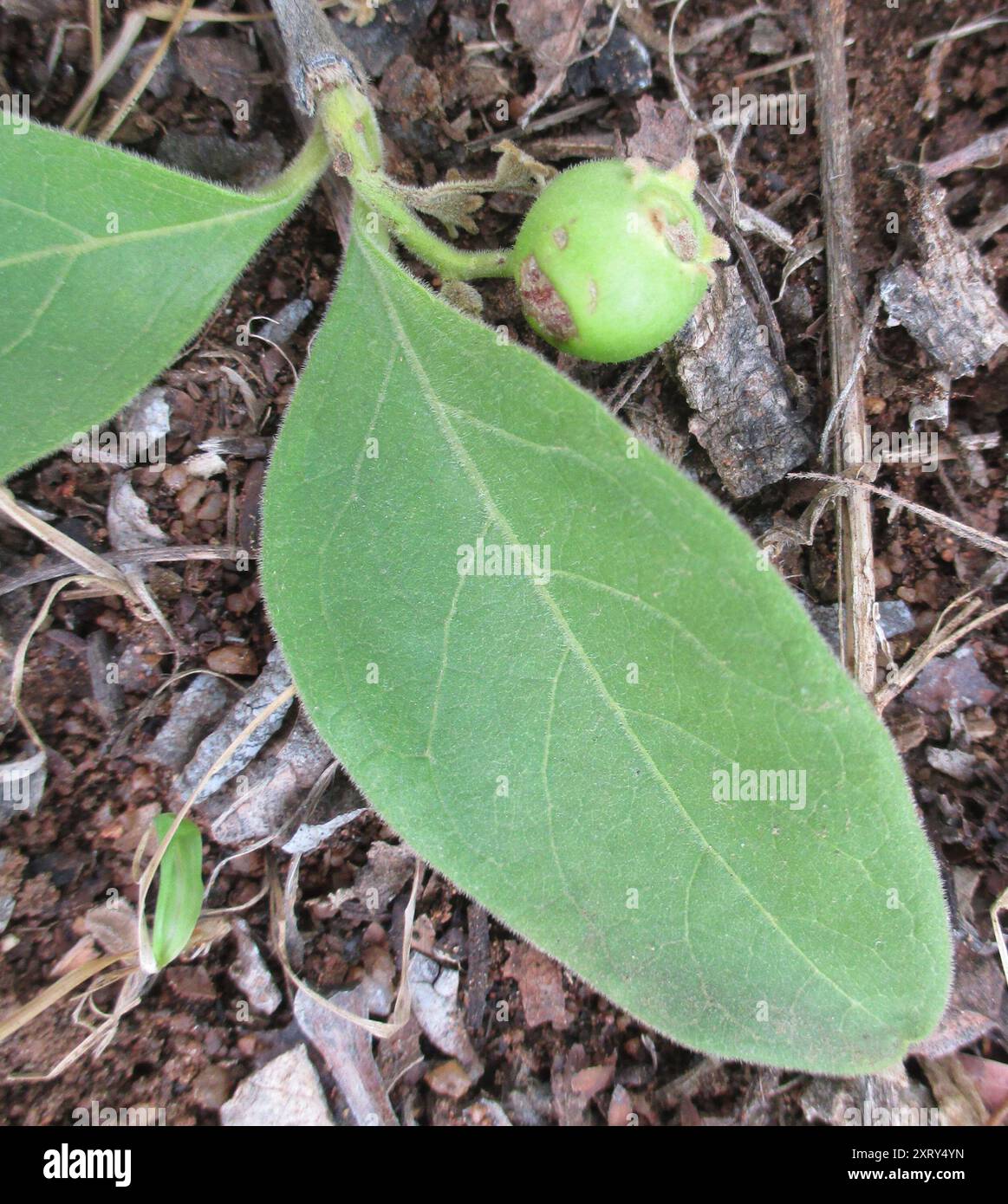wild-medlar (Vangueria infausta) Plantae Stock Photo - Alamy