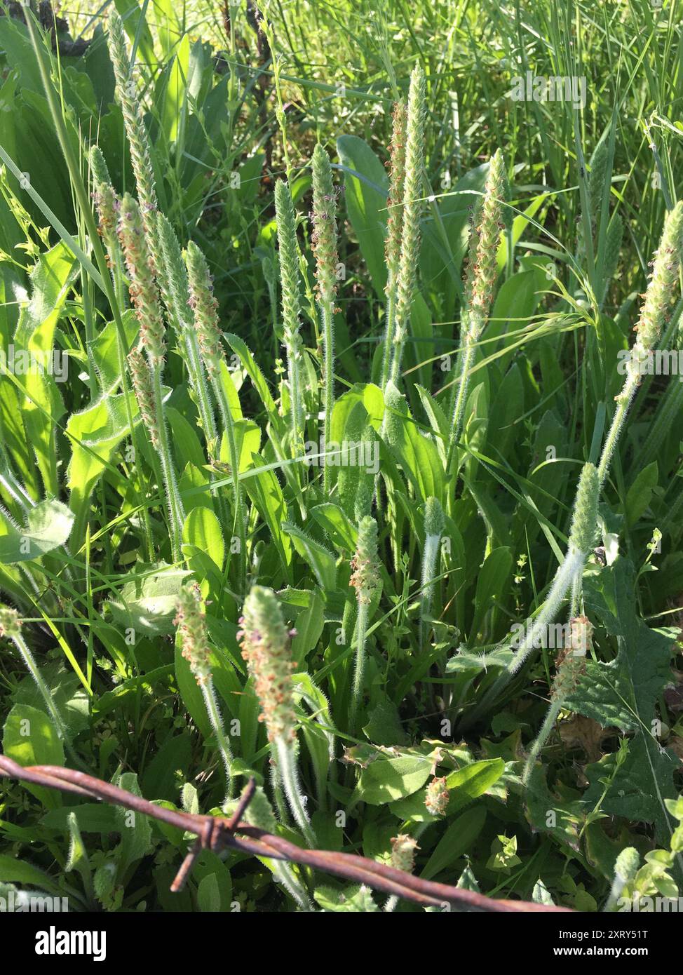 dwarf plantain (Plantago virginica) Plantae Stock Photo - Alamy