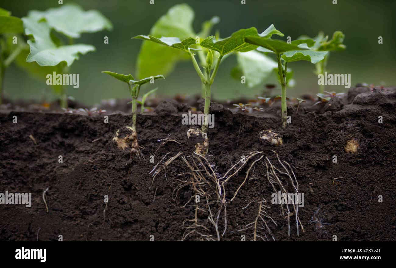 Seedling soil roots germination hi-res stock photography and images - Alamy