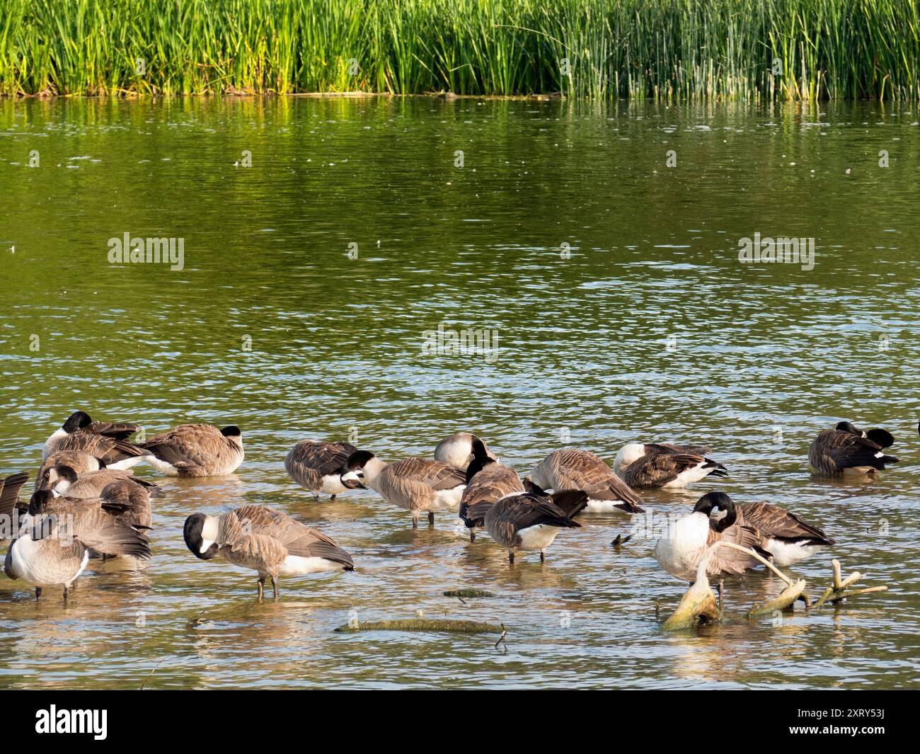 This handsome flock of Canada Geese and goslings is is resting in ...