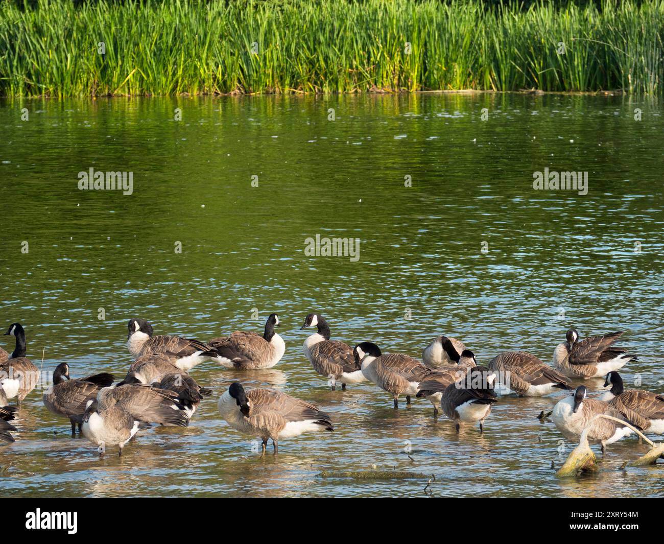 This handsome flock of Canada Geese is resting in shallow waters of the ...